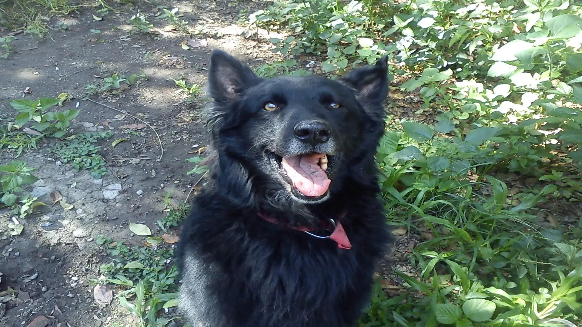 Adopciones Pulgarcito